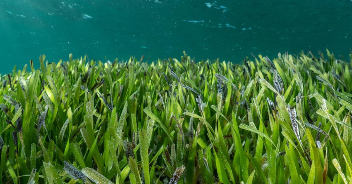 Teacher Update All About Seagrass Encounter Edu