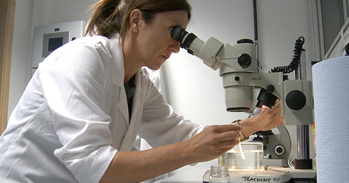 Microplastics Laboratory Analysis At Shelley Fryman Blog